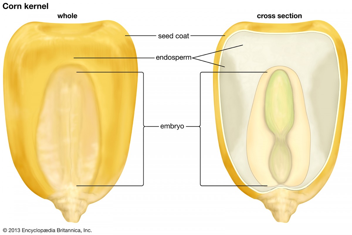 Endosperm It s Types In Angiosperms Plantlet