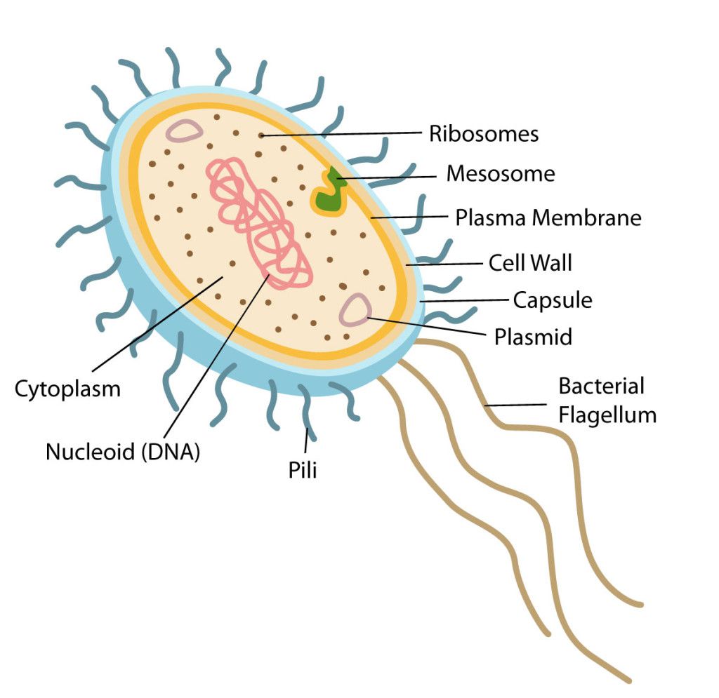 Bacteria Parts