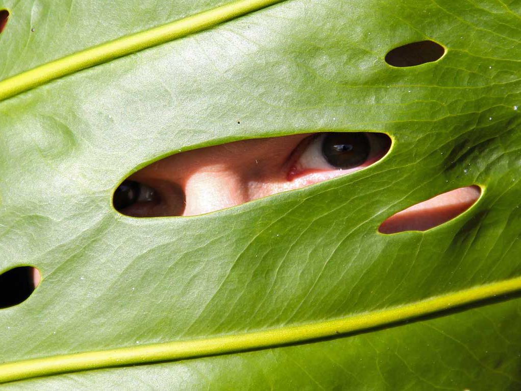 What A Plant Sees Plants Can See Us Plantlet
